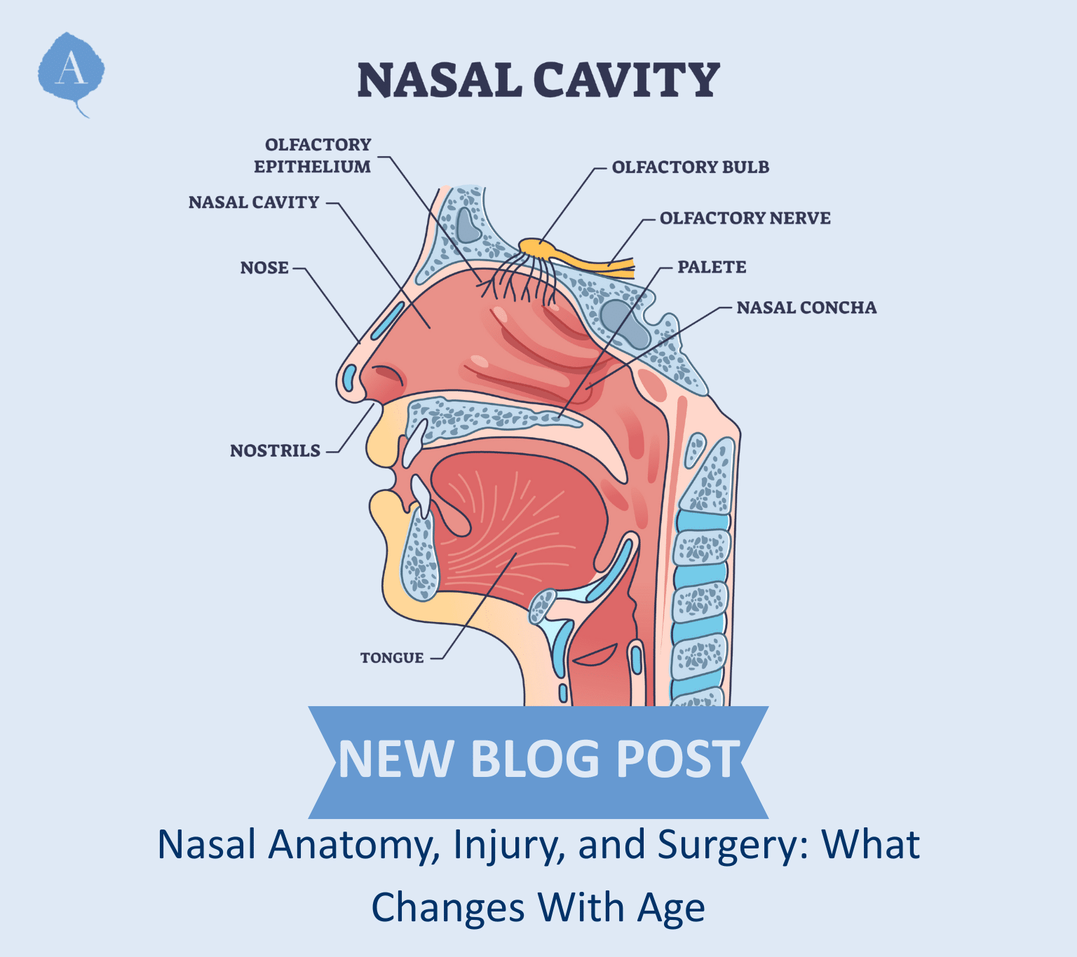 Nasal Cartilage & Turbinates | Aspen Facial Plastics